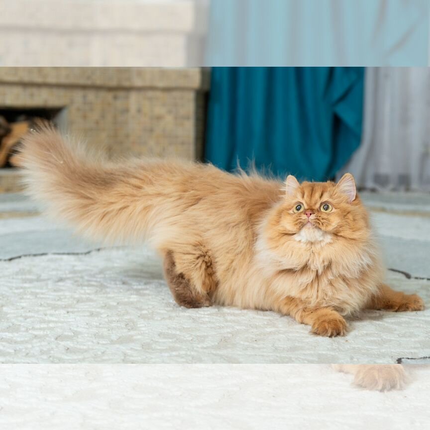 Британский длинношёрстный котёнок