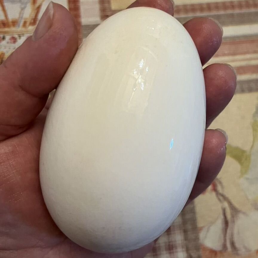 Яйца гусиные инкубационные