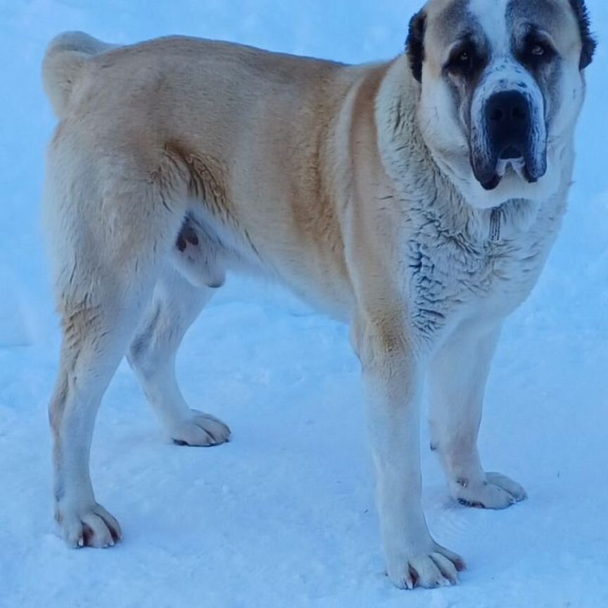 Среднеазиатская овчарка, вязка