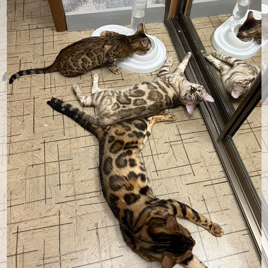 Бенгальская