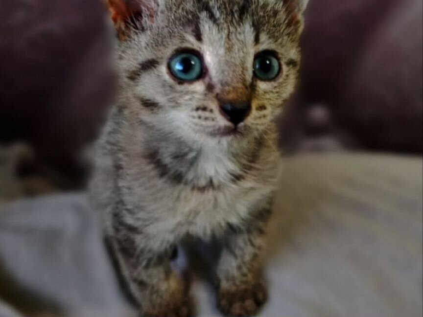 Отдам котят в хорошие руки