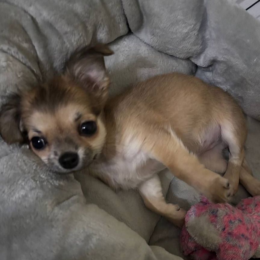 Чихуахуа, щенок