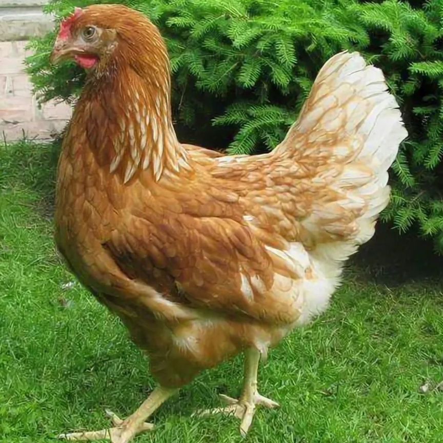 Куры несушки