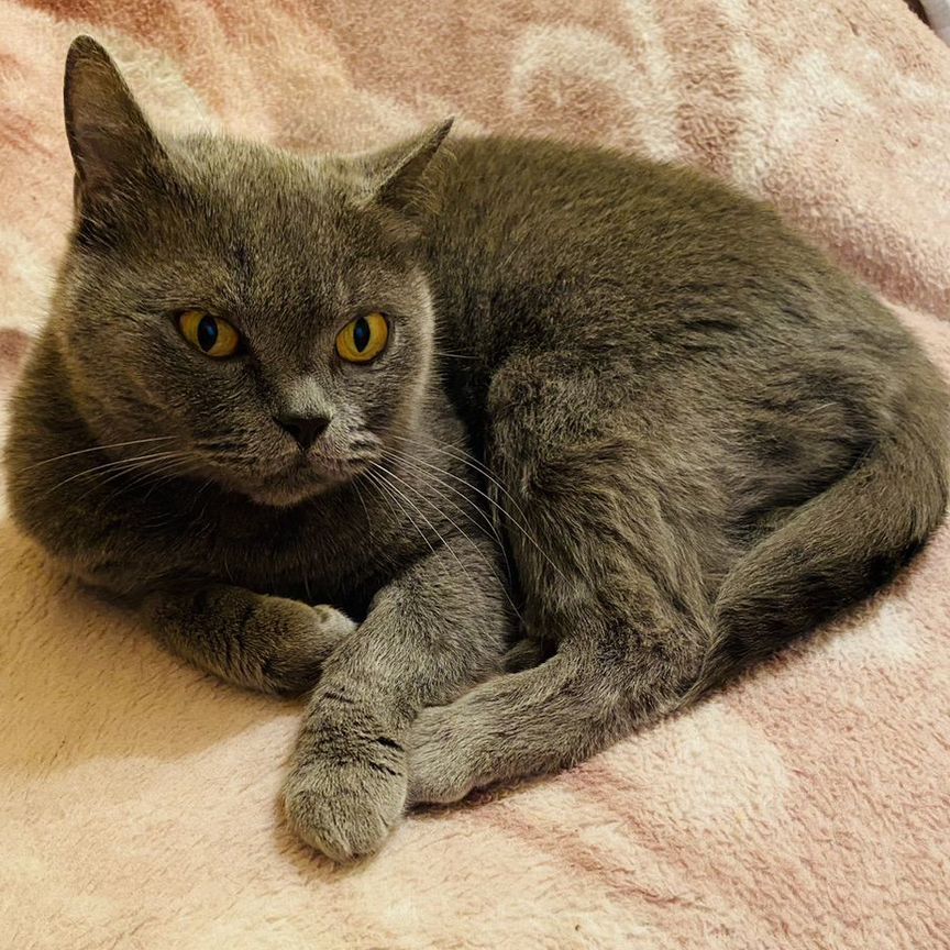 Шотландская прямоухая короткошёрстная, взрослая кошка