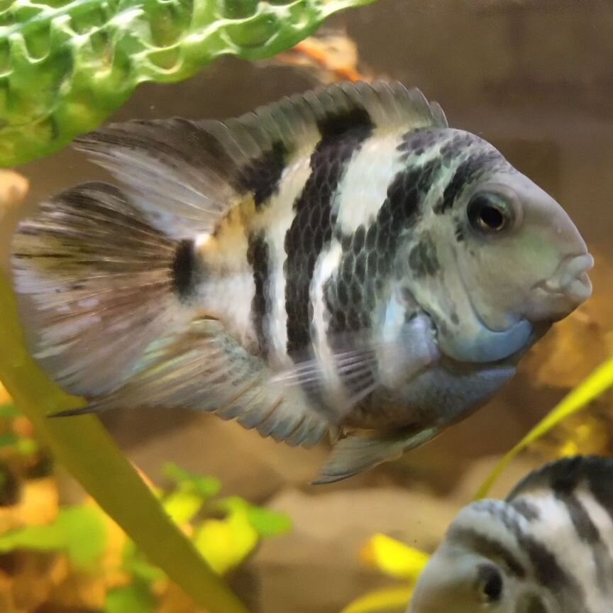 Взрослый панды