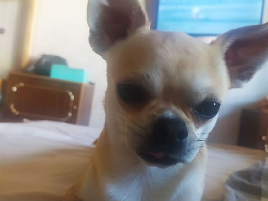 Вязка кобель чихуахуа