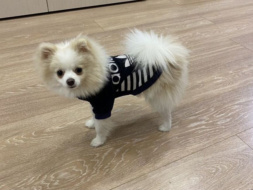 Одежда для маленьких собак