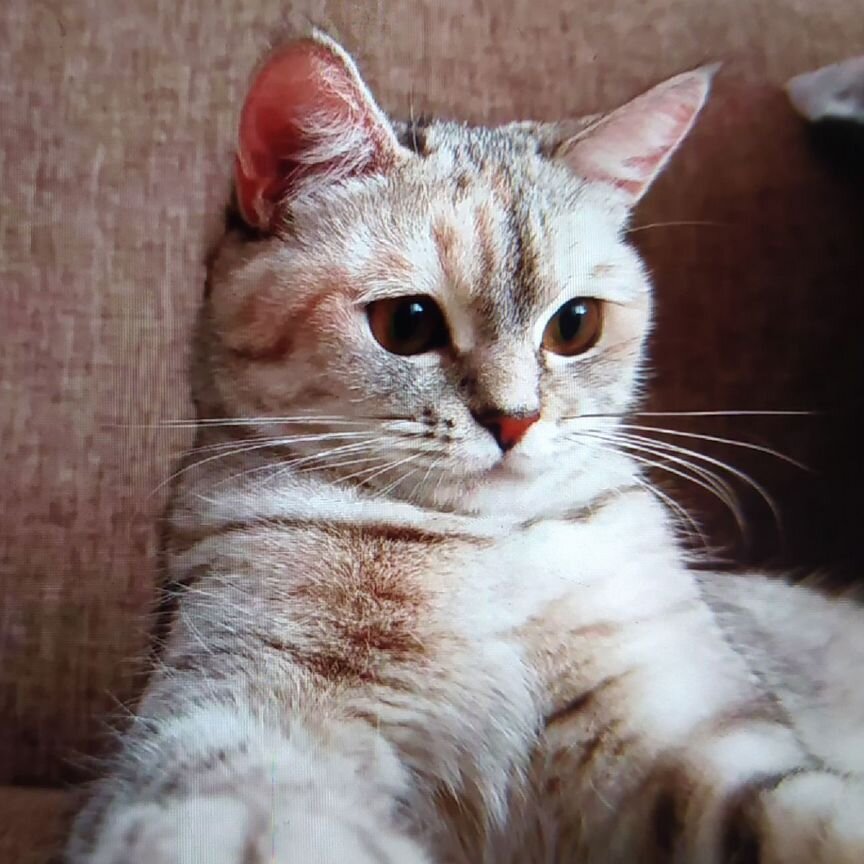 Шотландская прямоухая короткошёрстная, взрослая кошка