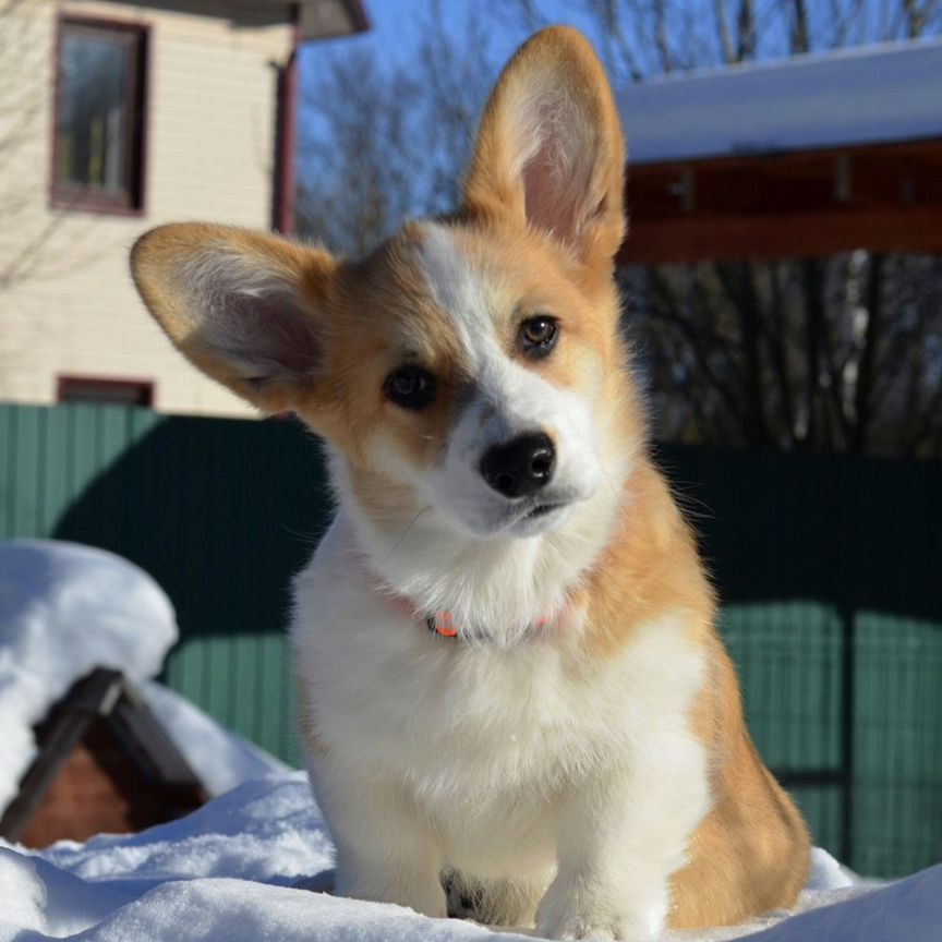 Шикарные Щенки Корги