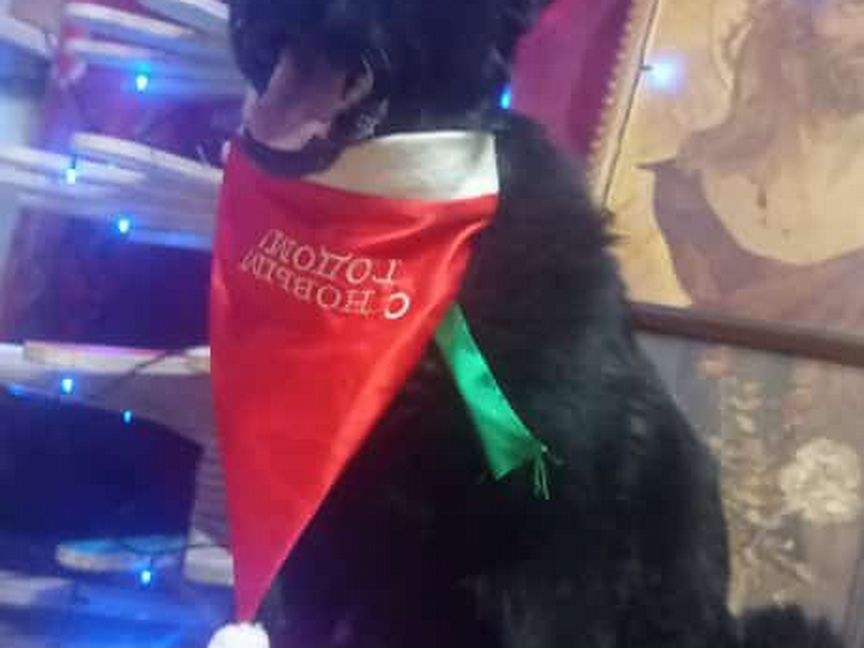 Ганс ищет невесту