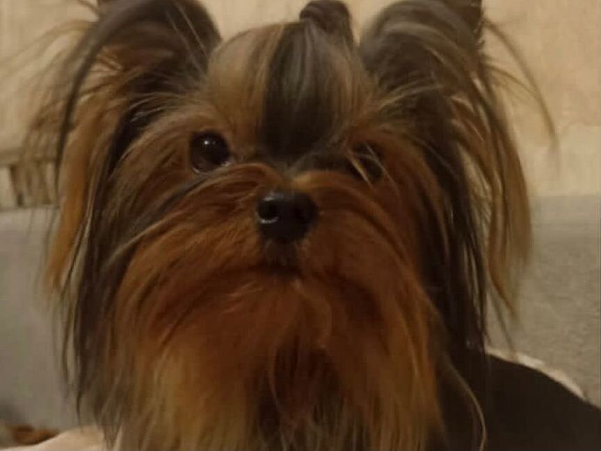 Йоркширский терьер микро