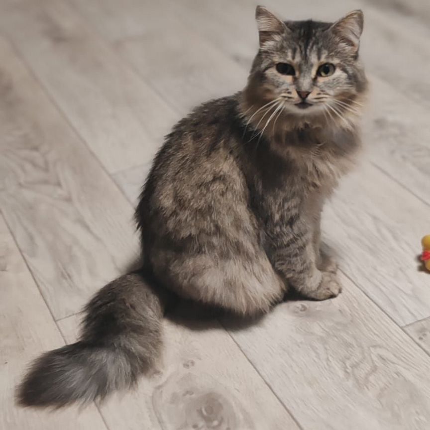 Сибирская, взрослая кошка