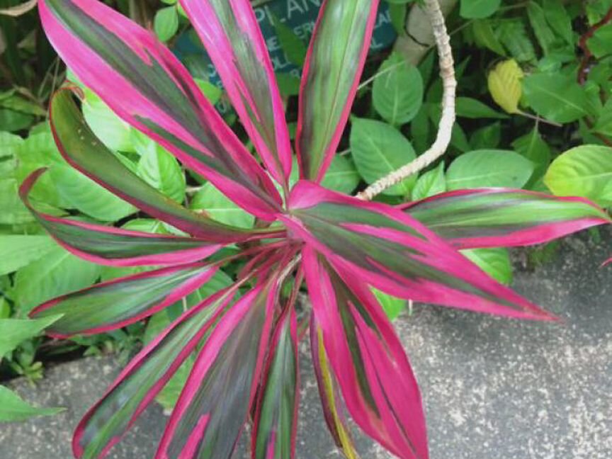 Кордилина карликовая (Cordyline)