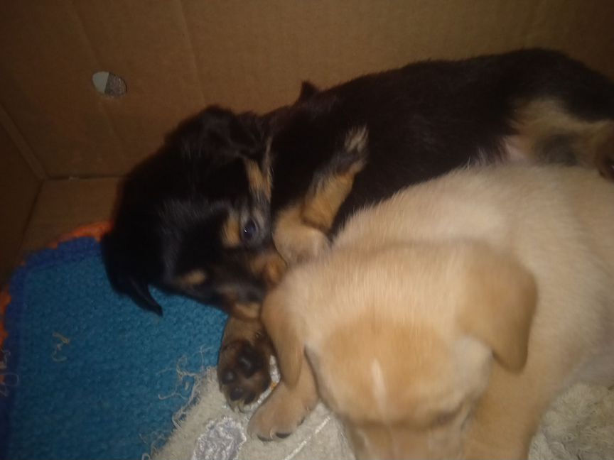 Маленькая собака