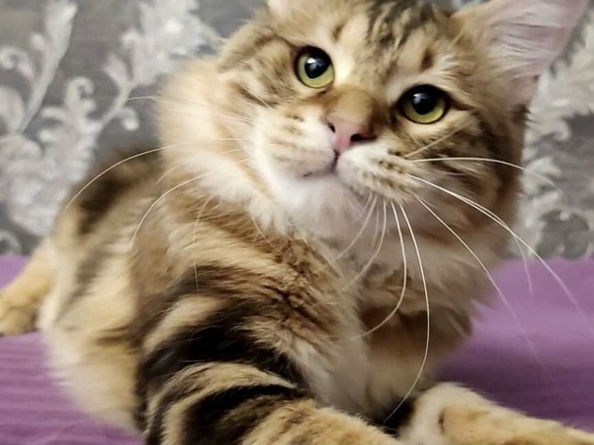 Котята курильский бобтейл