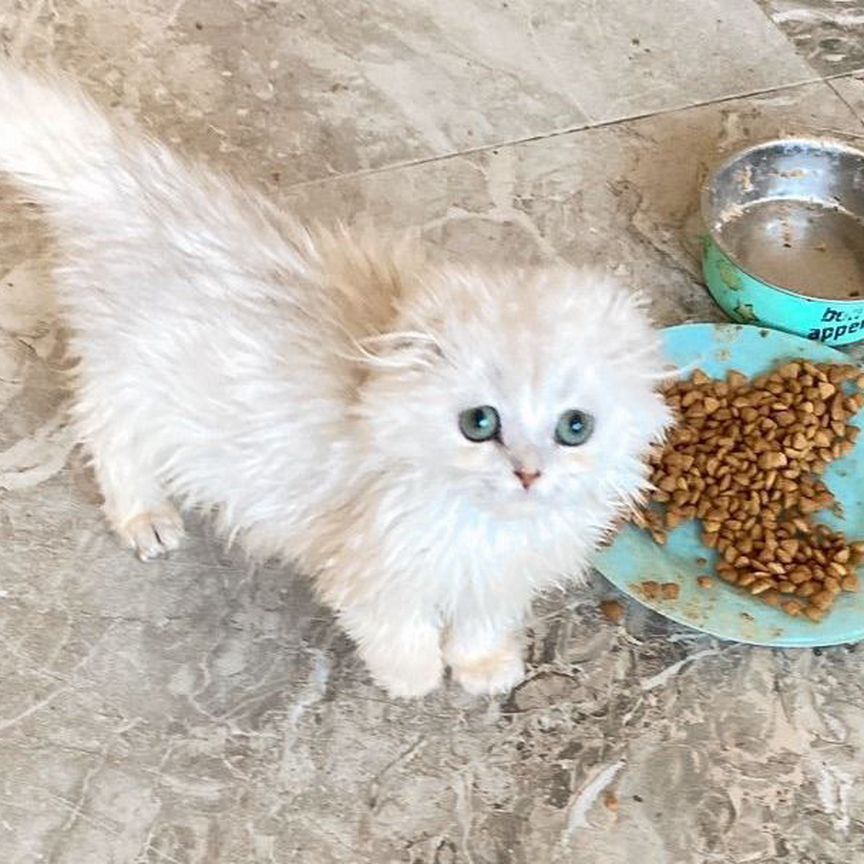 Шотландская вислоухая