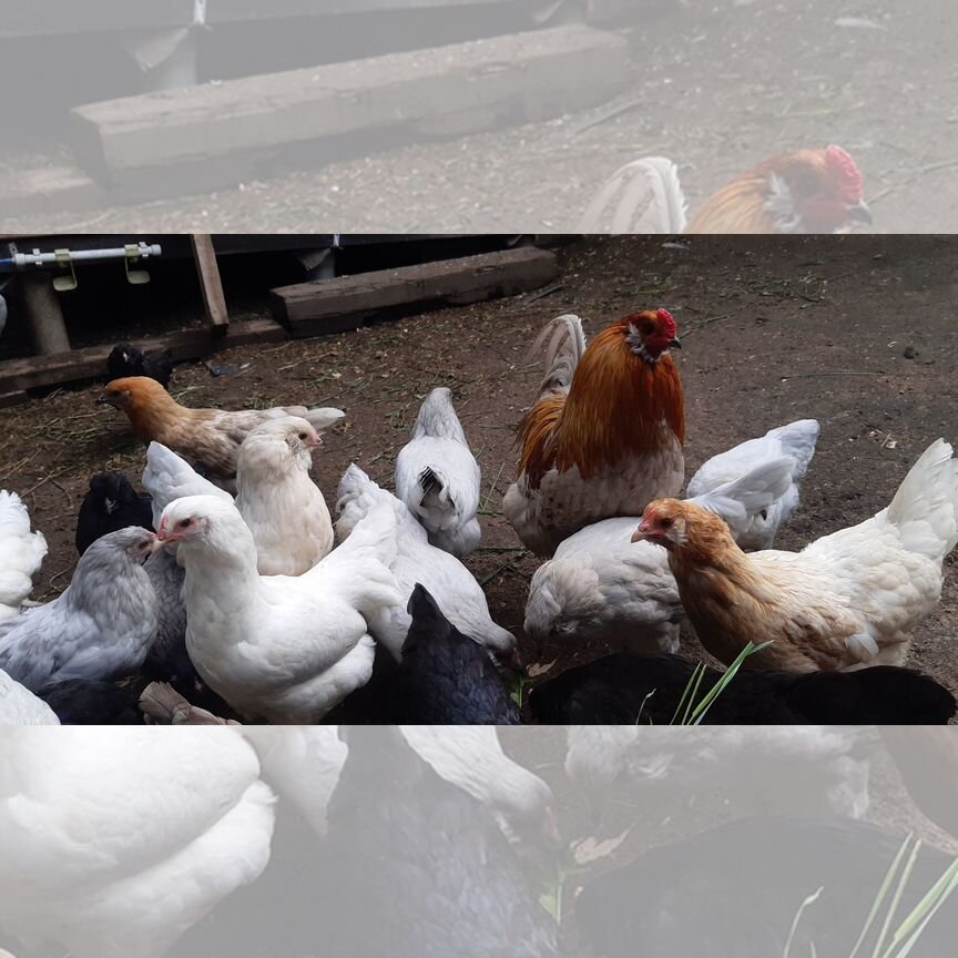 Молодые петушки