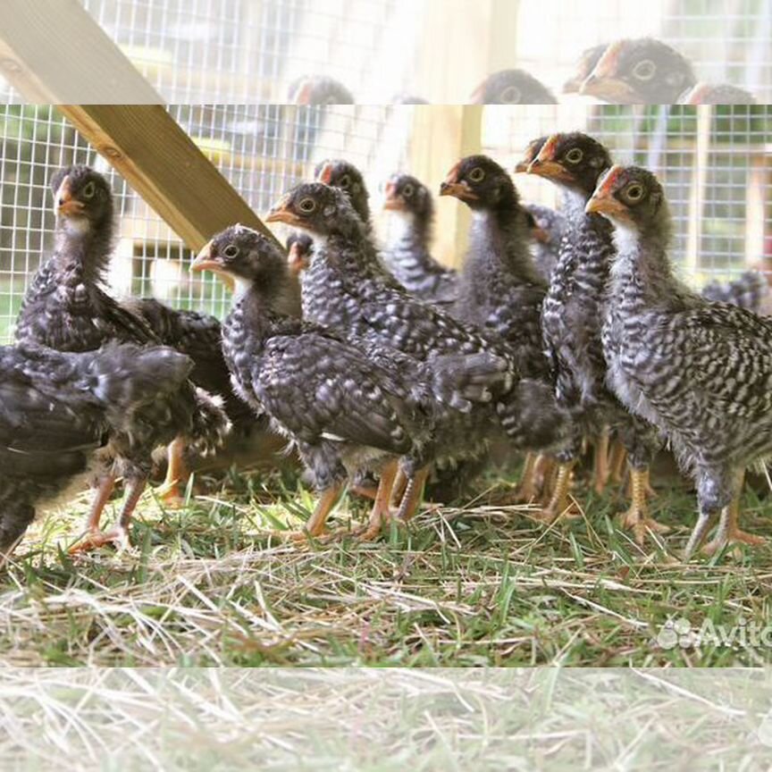 Цыпленок Гризбар