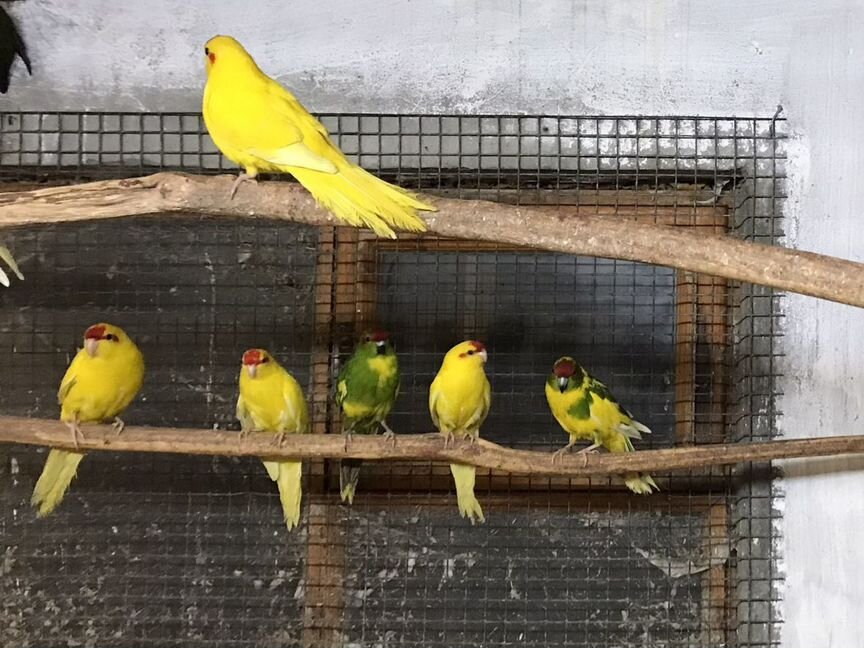 Попугаи Какарики птенцы