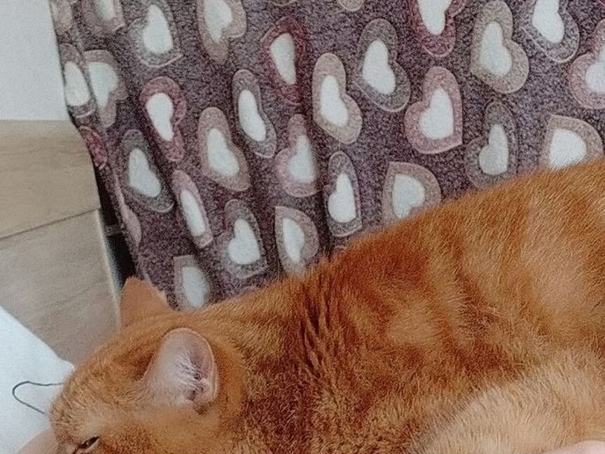 Рыжая кошечка лисана