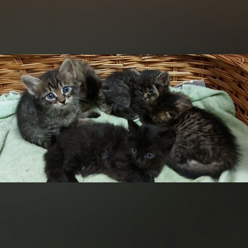 Прелестные сибярики от домашней кошки кушают сами