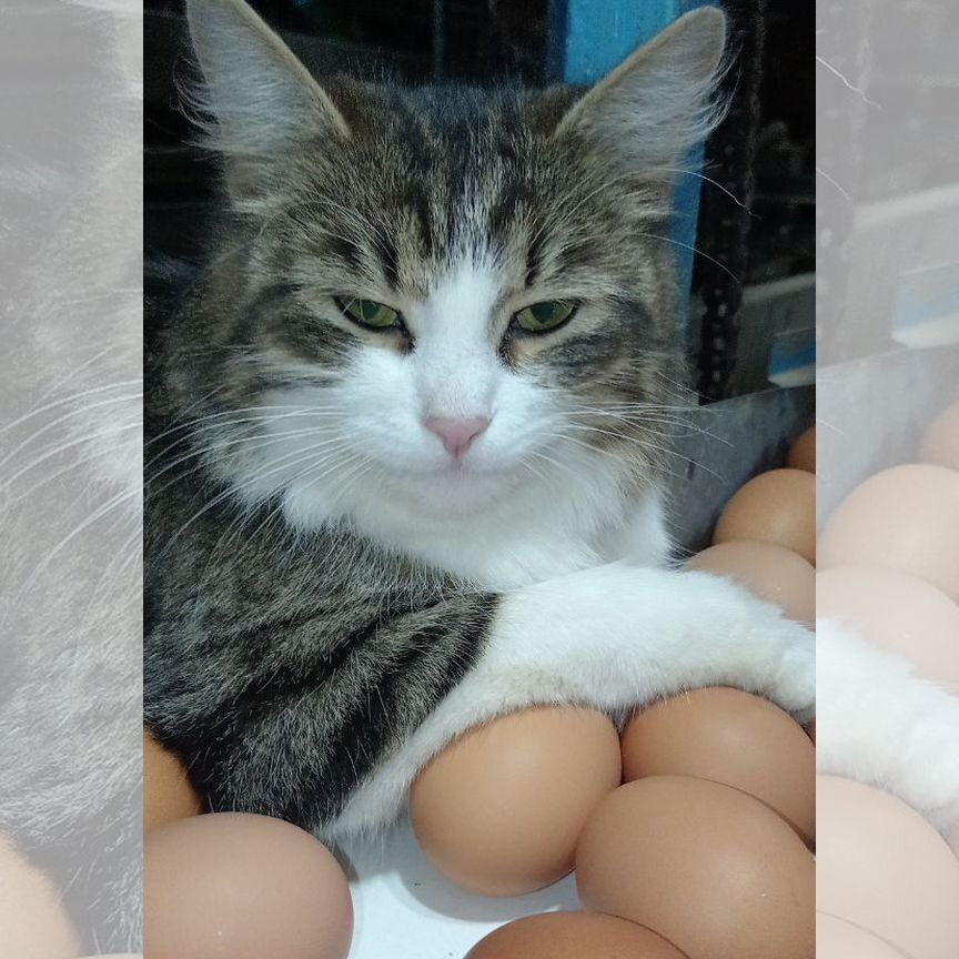 Кошка мышеловка. 1,3 годика