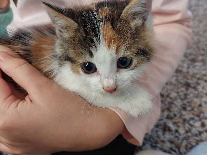 Кошка в дар бесплатно
