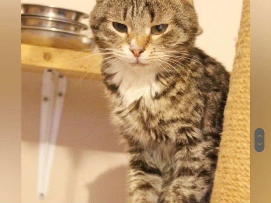 Котик угасает в приюте