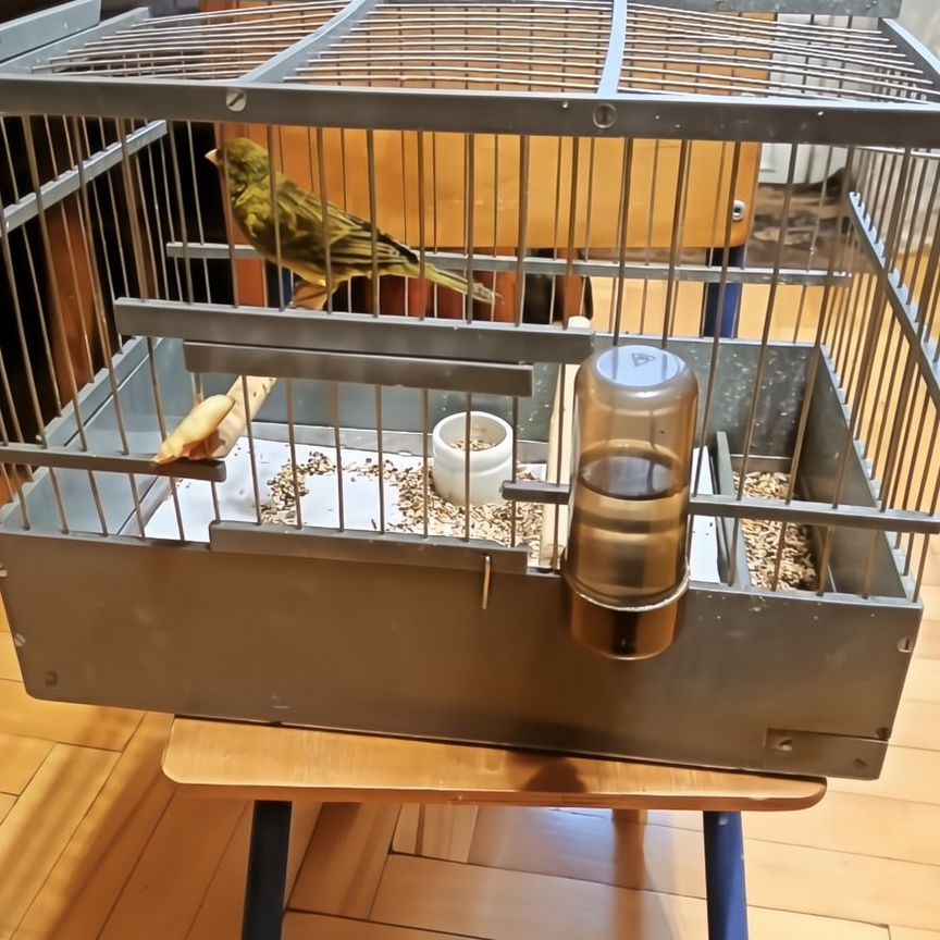 Кенара и канарейки овсяночного напева