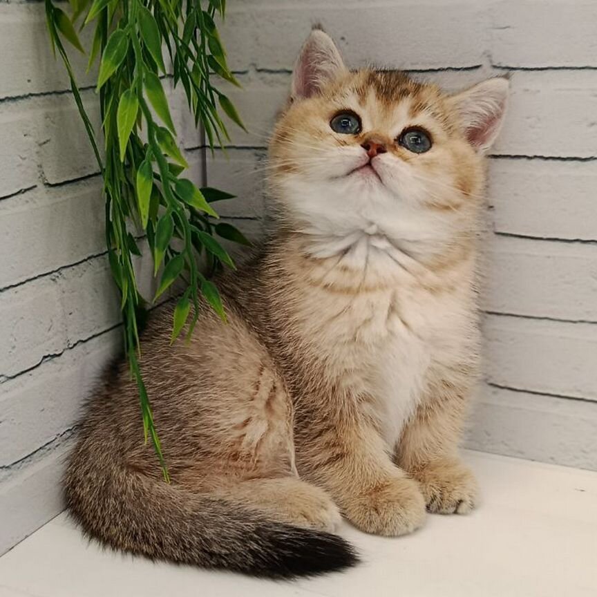 Шотландский прямоухий короткошёрстный котёнок