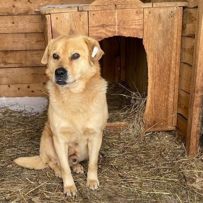 Взрослый пёс в добрые руки