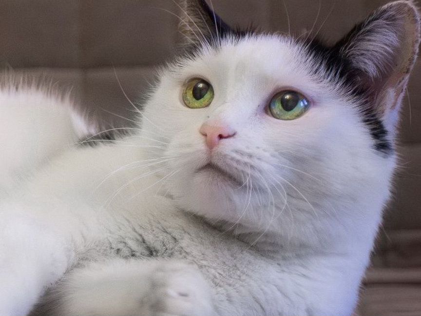 Кошки в добрые руки