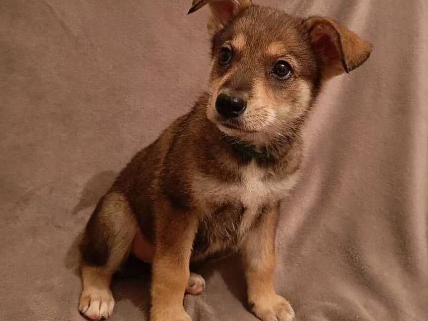 Щенок девочка Элли 3 месяца привита в добрые руки