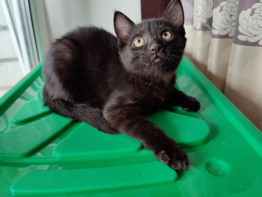 Чёрные котята ищут дом