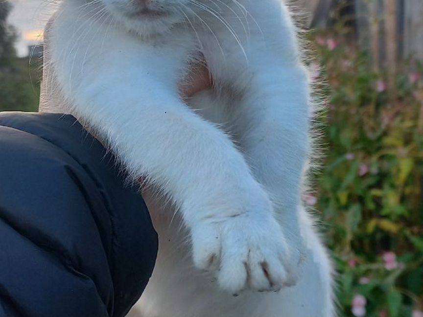 Белый ангел в беде