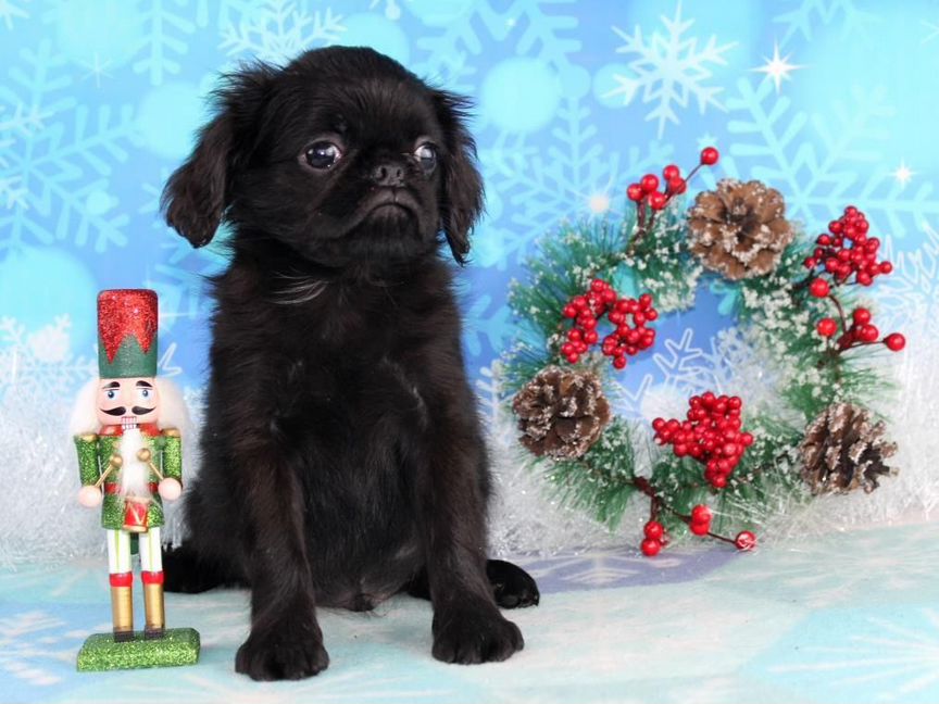 Флаффи редкий парнишка