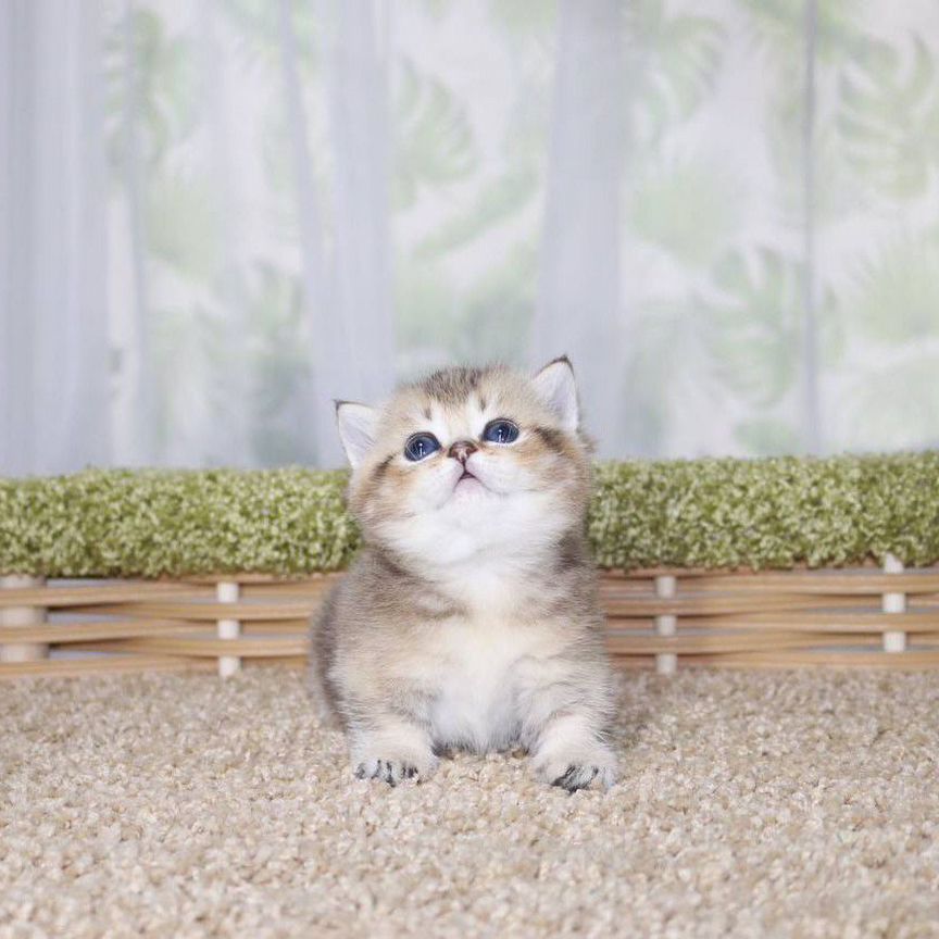 Кошечка