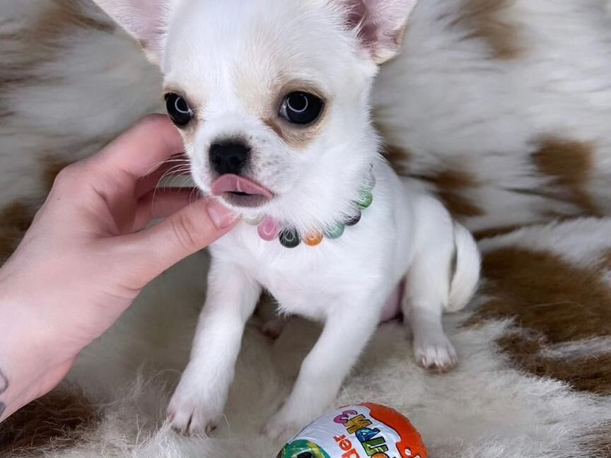 Обоятельная Девчушка