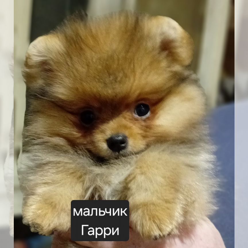 Померанский шпиц, щенок