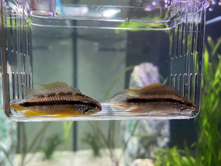 Апистограмма Агассица