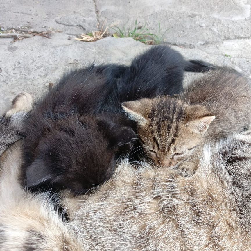 Котята европейской породы