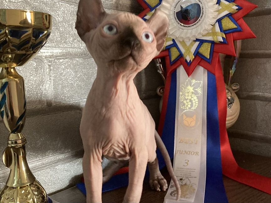 Котята сфинкс эльф