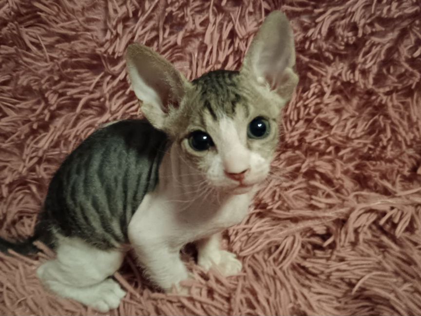 Донской сфинкс браш котята