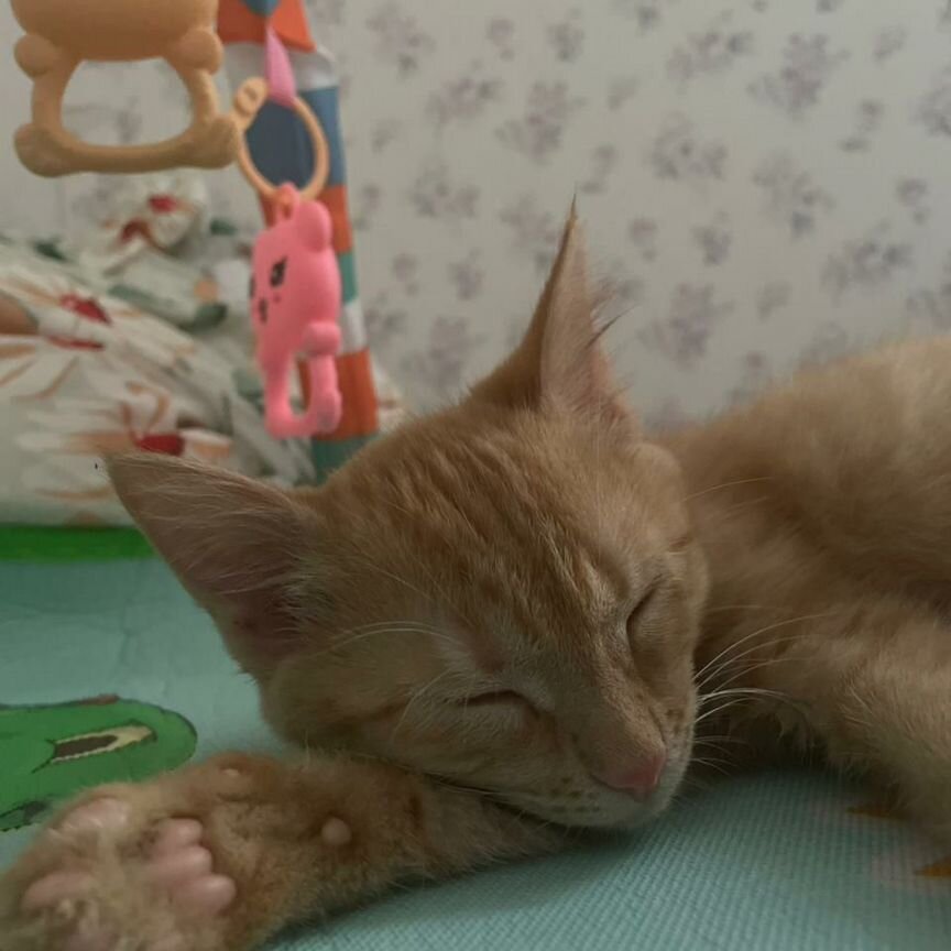 Отдам котенка в добрые руки