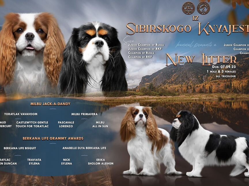 Кавалер кинг чарльз