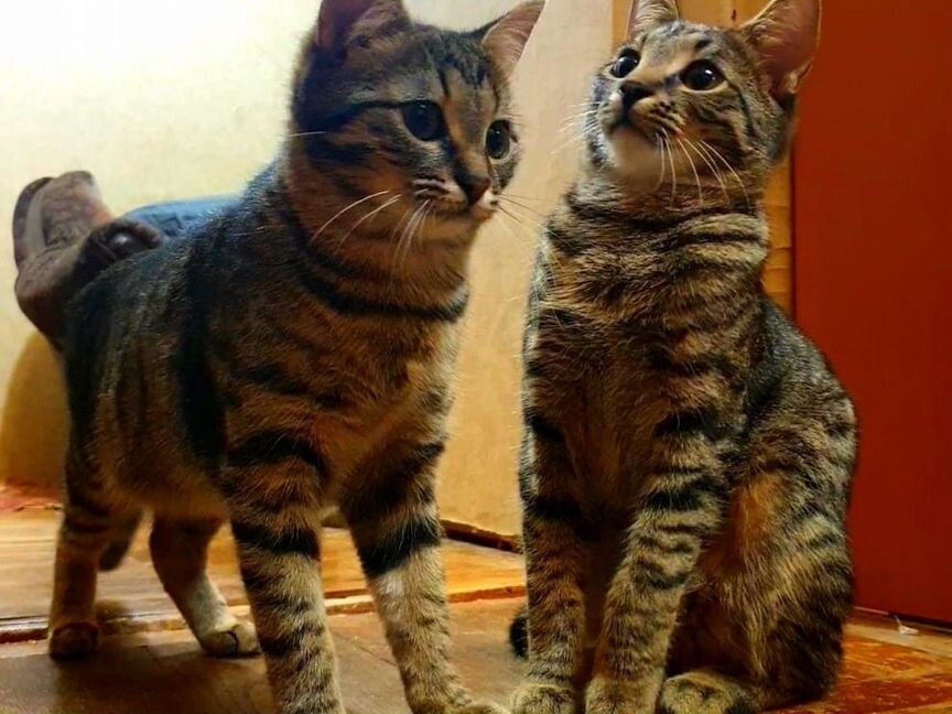 Котята подростки в хорошие руки мальчик и девочка