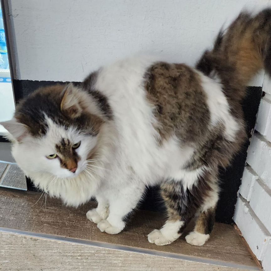 Котик