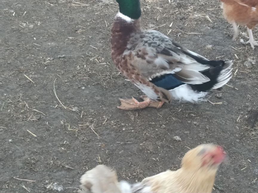 Мускусные утки