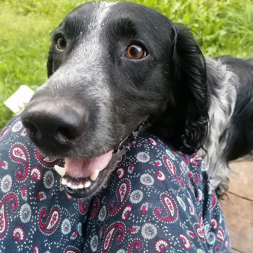 Отдам в добрые руки русский спаниель