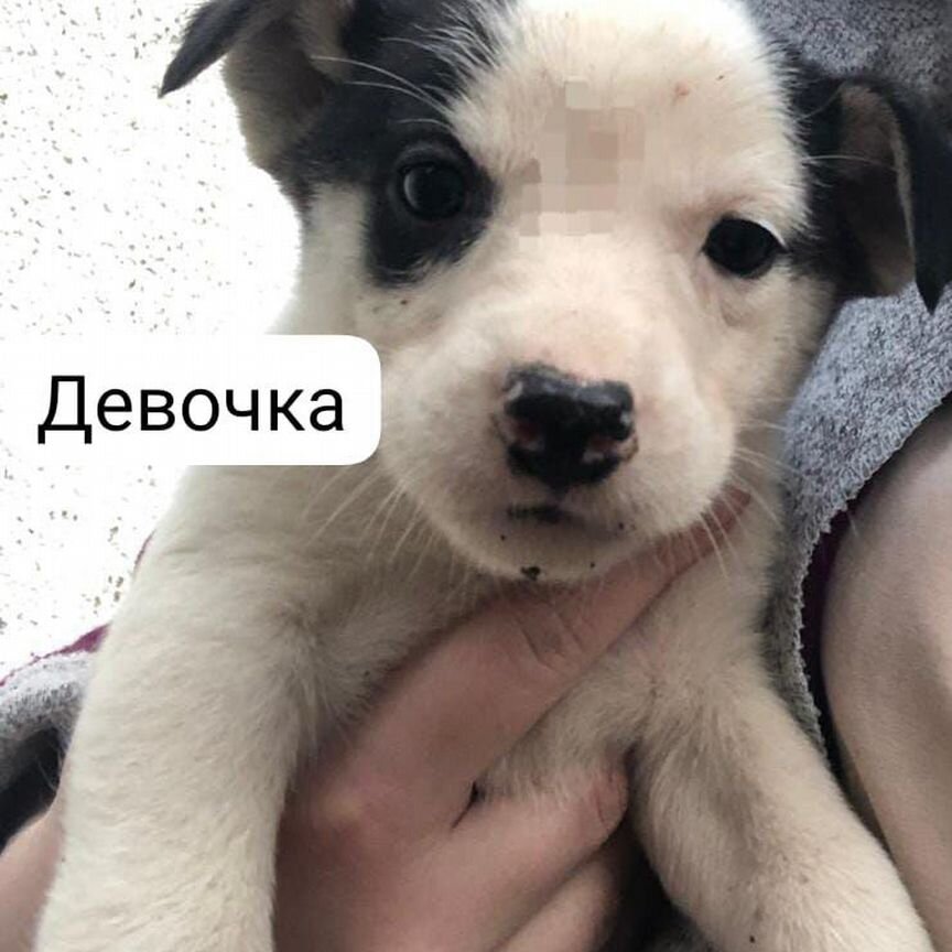 Отдаём щенят в добрые руки